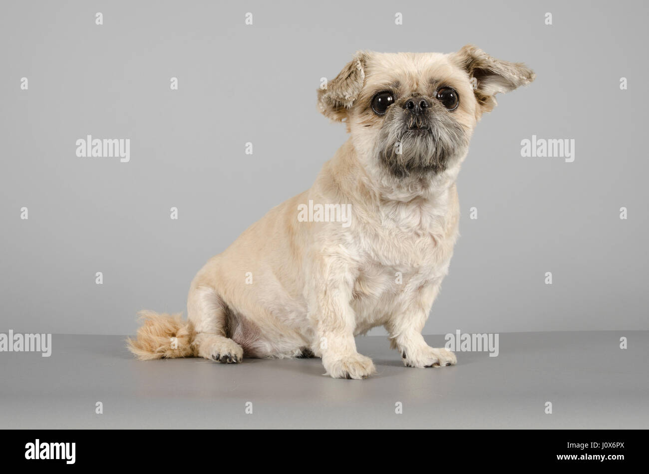 Good dog, sitting and waiting, UK Stock Photo - Alamy