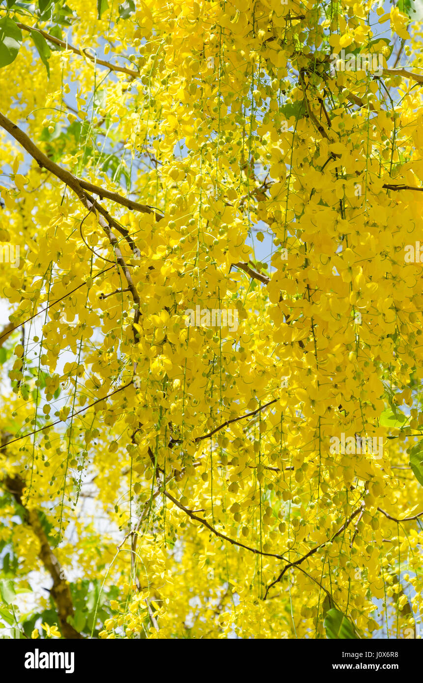 Yellow Blossom of Cassia Fistula (or Golden Shower Tree) Is Blooming On ...