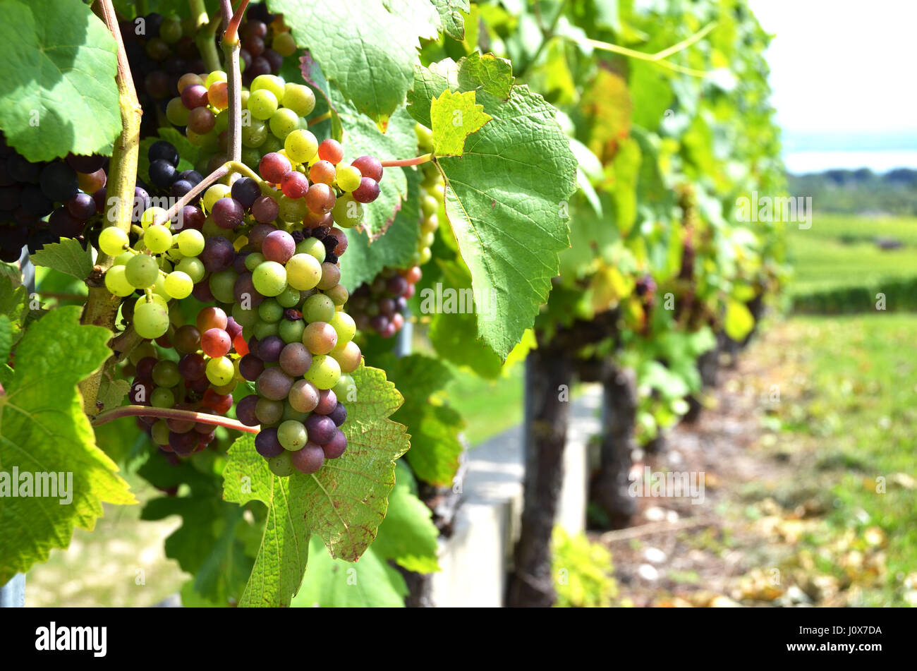 Vineyards at Neuchatel lake, Switzerland Stock Photo - Alamy