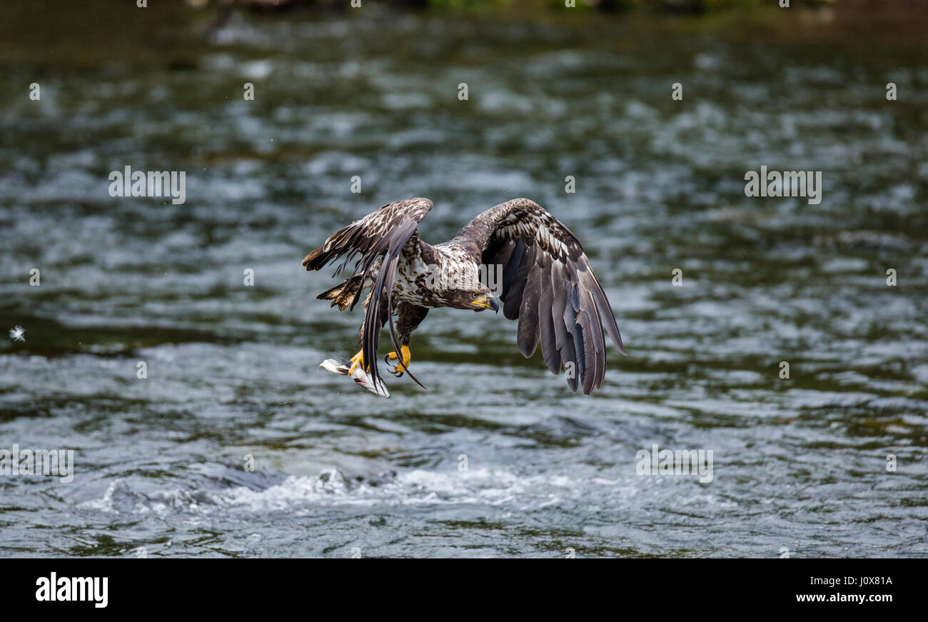 Eagle flying with prey in its claws. Alaska. Katmai National Park. USA ...