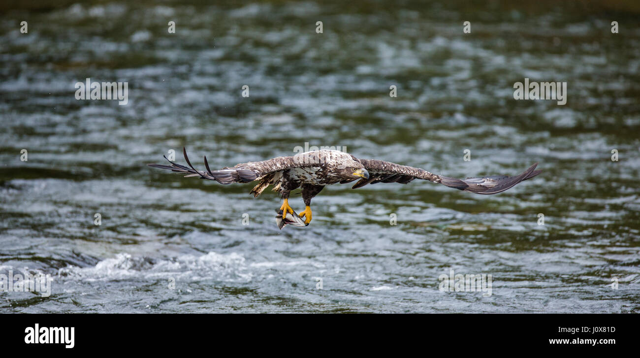 Eagle flying with prey in its claws. Alaska. Katmai National Park. USA ...
