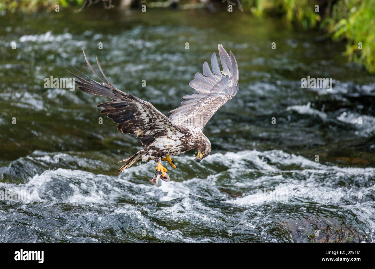 Eagle flying with prey in its claws. Alaska. Katmai National Park. USA ...