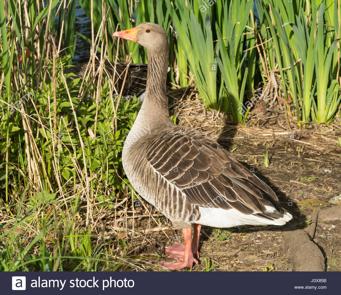 Pilgrim Goose Stock Photos & Pilgrim Goose Stock Images - Alamy