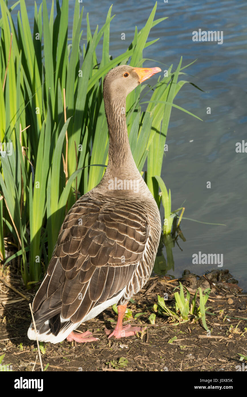 A Pilgrim goose on a summer's day in London, England UK Stock Photo - Alamy