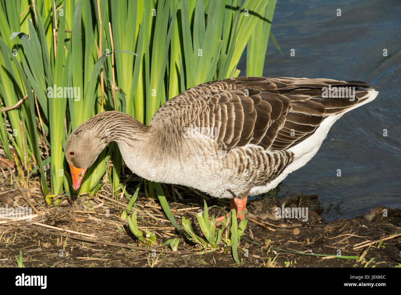 Pilgrim geese uk hi-res stock photography and images - Alamy