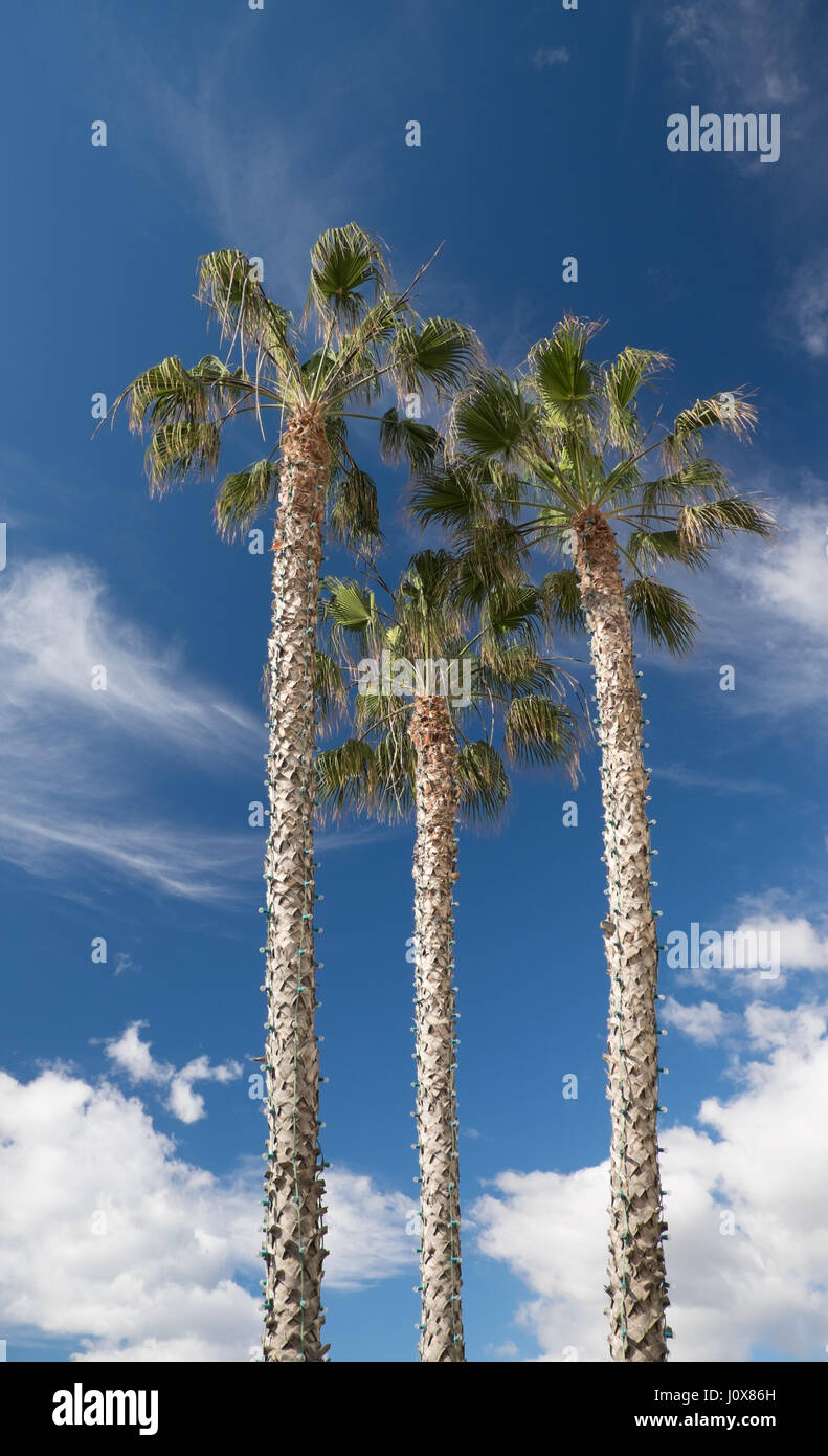 Three palms hi-res stock photography and images - Alamy