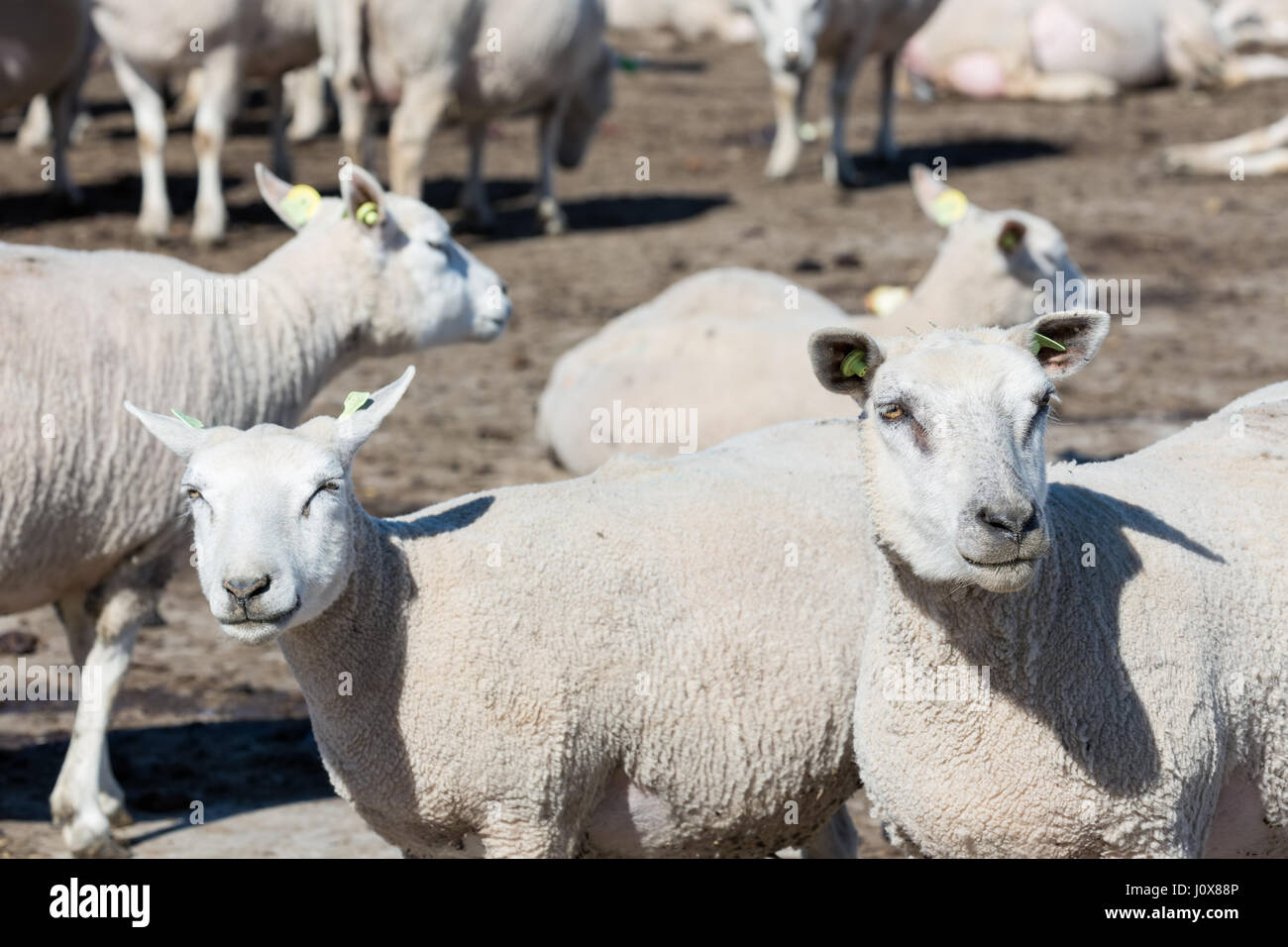Dutch farm with herd of sheep Stock Photo - Alamy