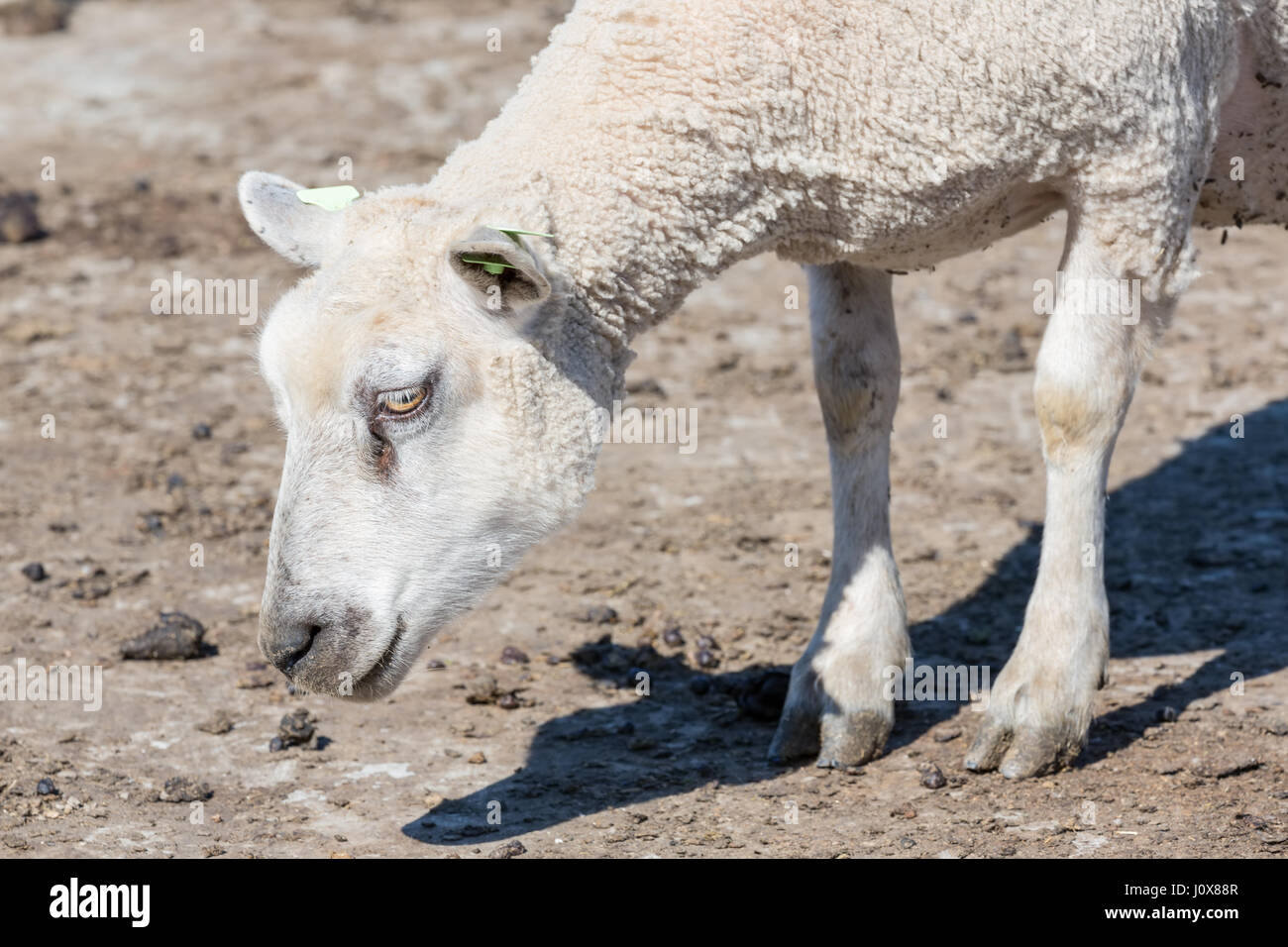 Sheep head closeup at Dutch farm Stock Photo - Alamy