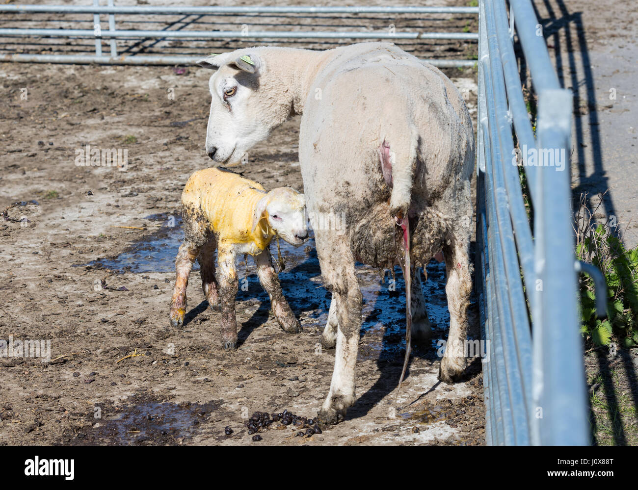 Sheep taking care to her just newborn lamb at Dutch farm Stock Photo ...