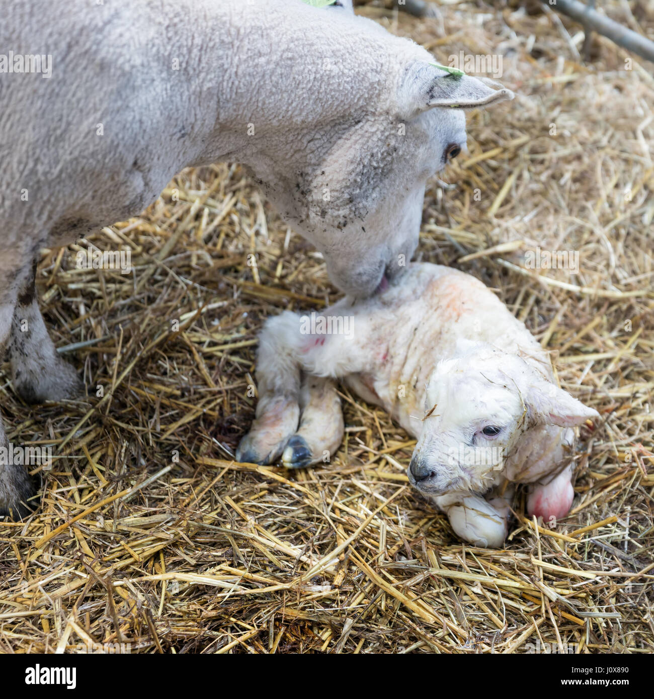 Sheep taking care to her newborn lamb in Dutch sheepfold Stock Photo ...