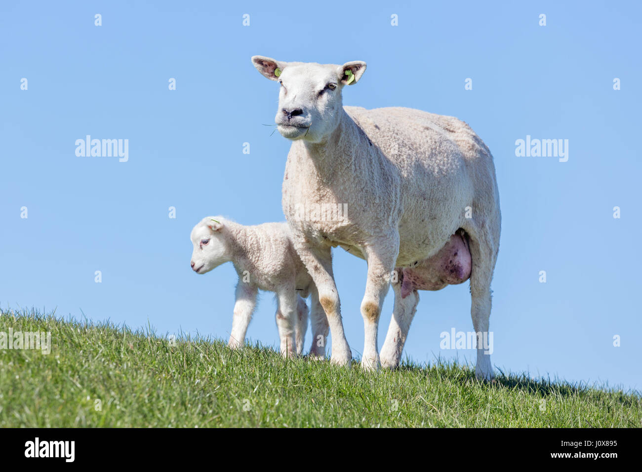 Sheep and little lamb in Dutch field on a sunny day Stock Photo - Alamy