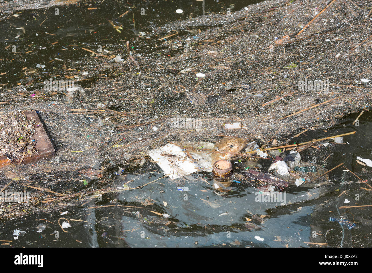 Pollution and rubbish floating on water in Dutch harbor Stock Photo - Alamy