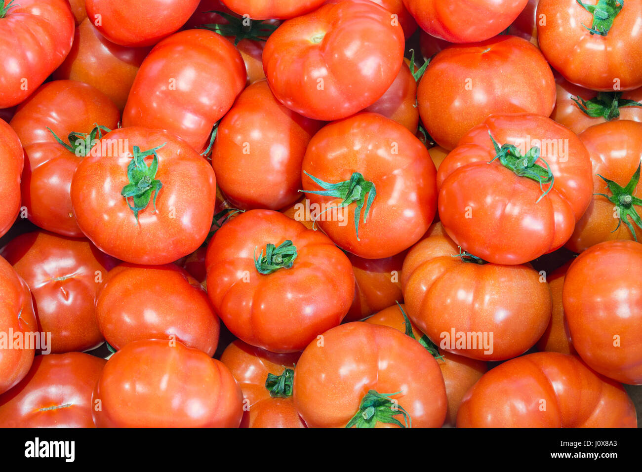 Background of red freshly picked tomatoes in Dutch plant nursery Stock ...