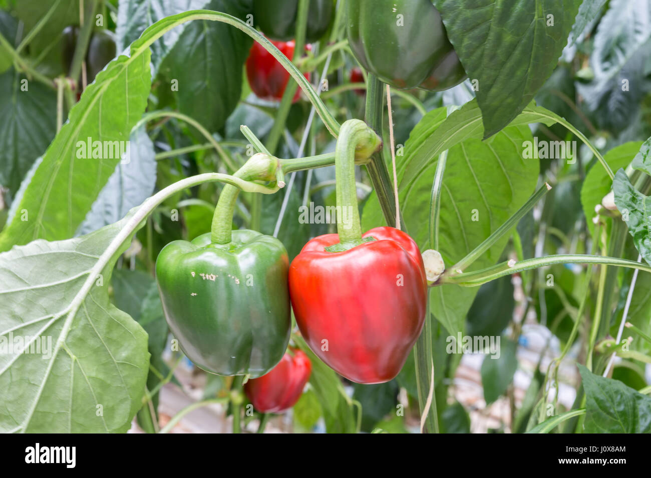 Cultivation of red paprika in a Dutch greenhouse Stock Photo - Alamy