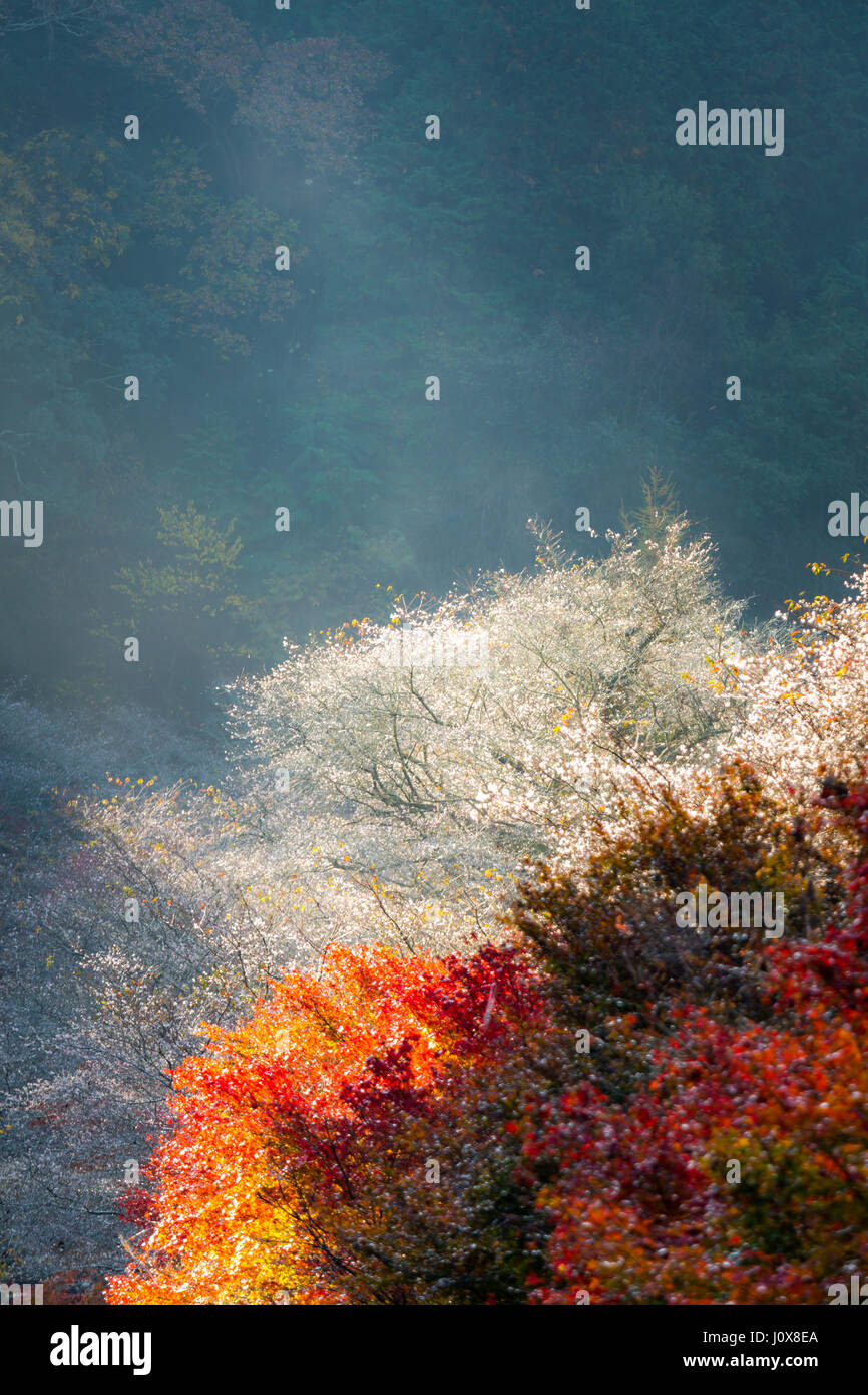 Nagoya, Obara. Autumn Landscape with sakura blossom. Shikizakura kind ...