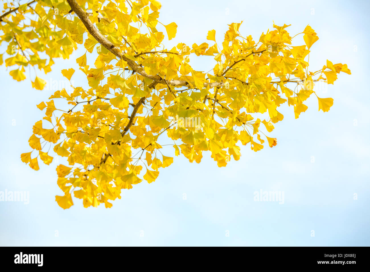 Ginkgo trees in Autumn in Tokyo Japan Stock Photo - Alamy