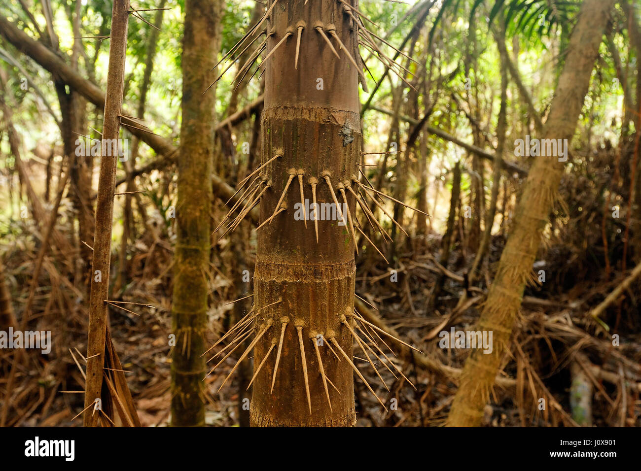Spiky palms in the marshes of Yasuni, national park, Ecuador Stock ...