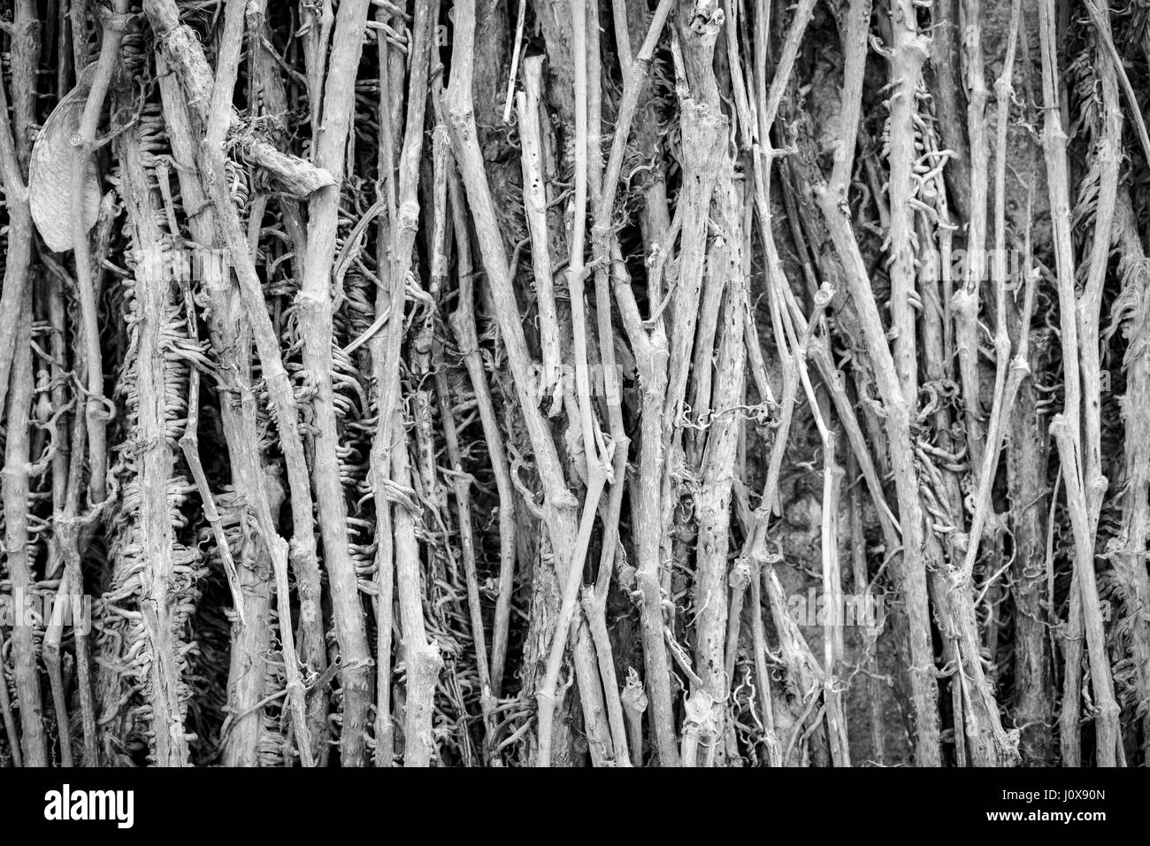 black and white macro of tendrils for backgrounds Stock Photo - Alamy