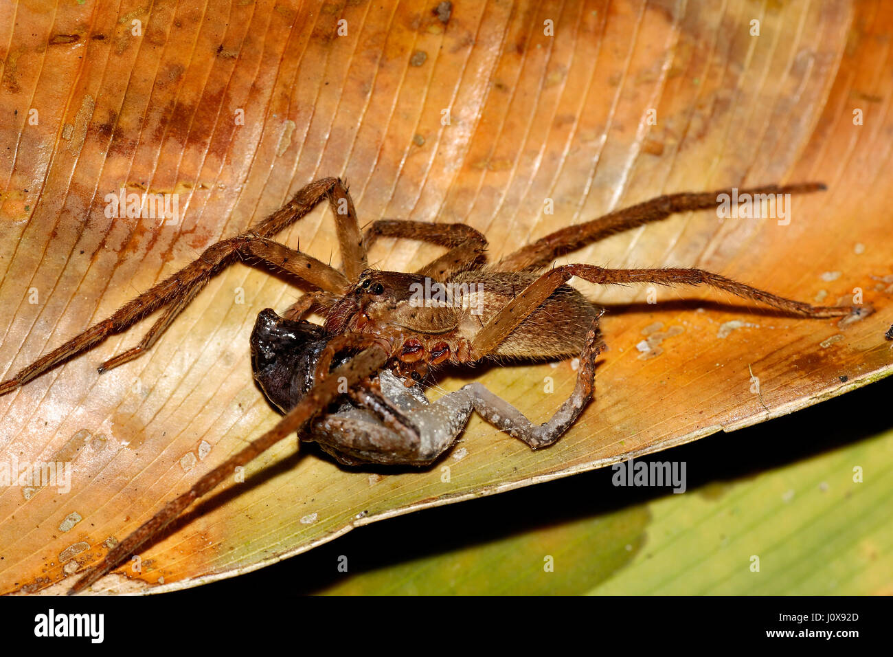Tarantula Eating Frog