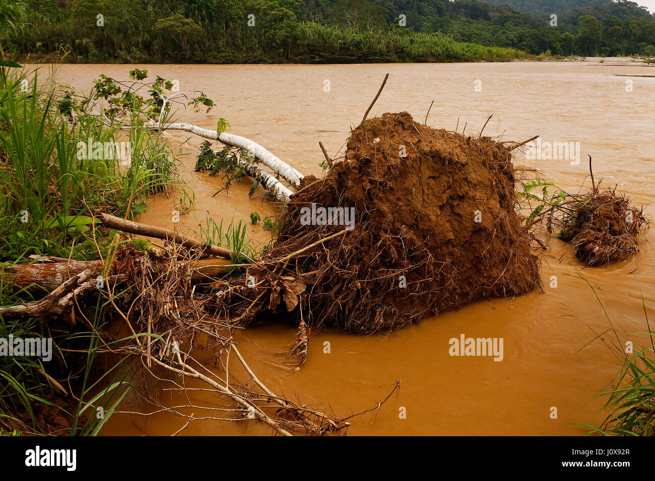Rainforest soil hi-res stock photography and images - Alamy