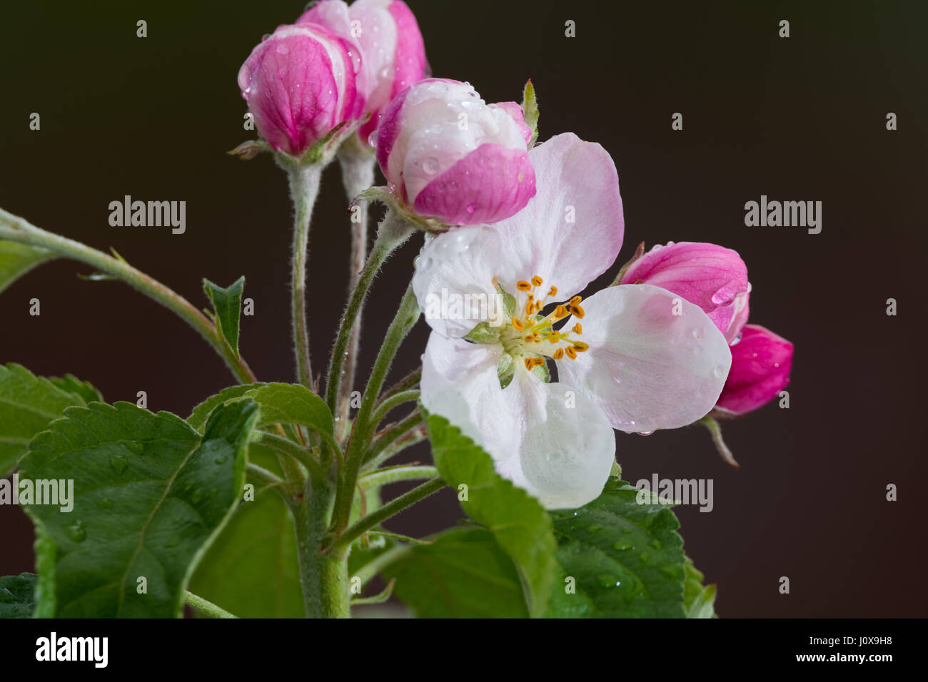Apple tree pink blossom with rain drops - spring season, flowers on the ...