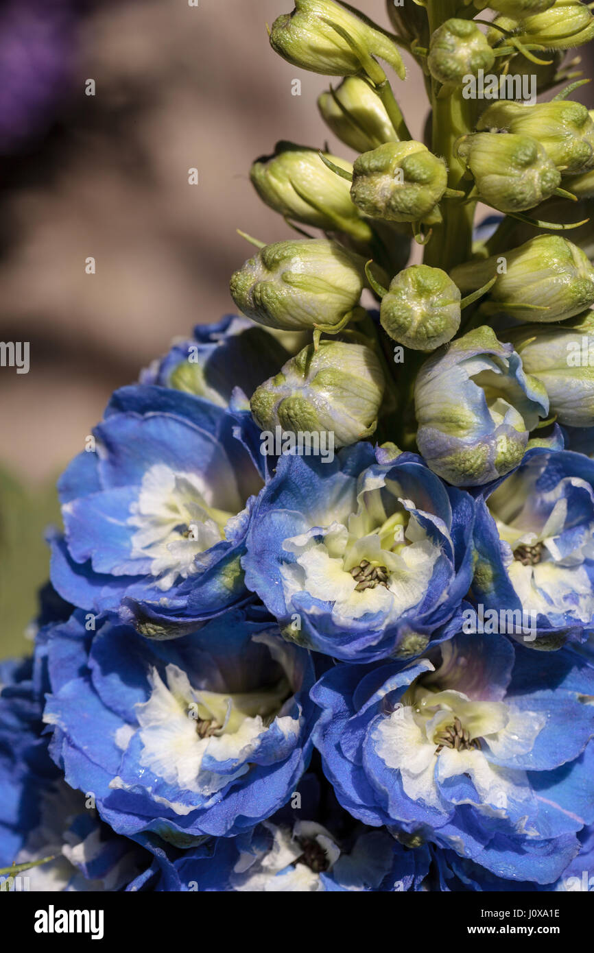 Blue larkspur flower called Delphinium in a botanical garden blooming ...