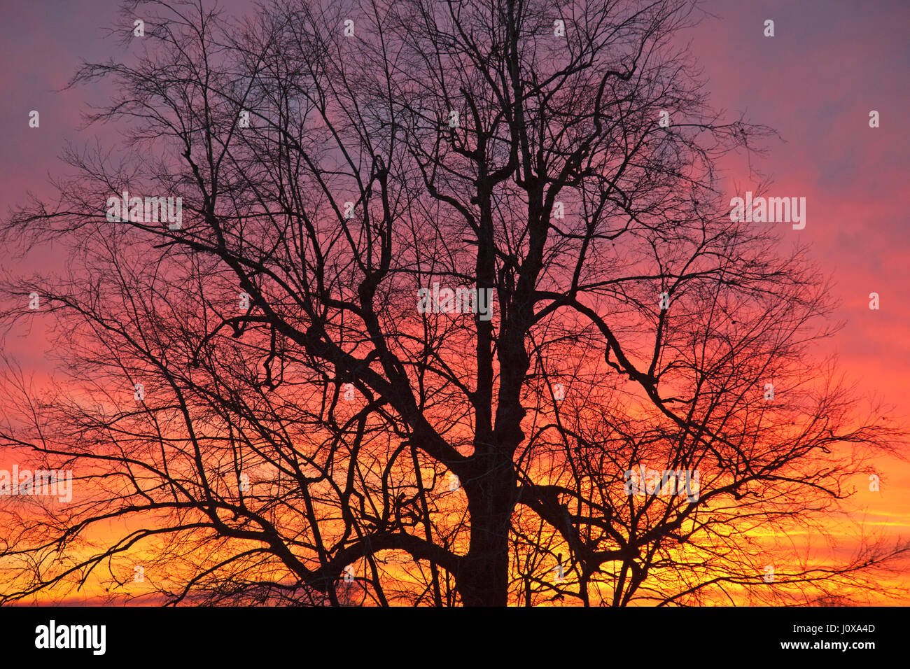 Sunset in branches of tree hi-res stock photography and images - Alamy