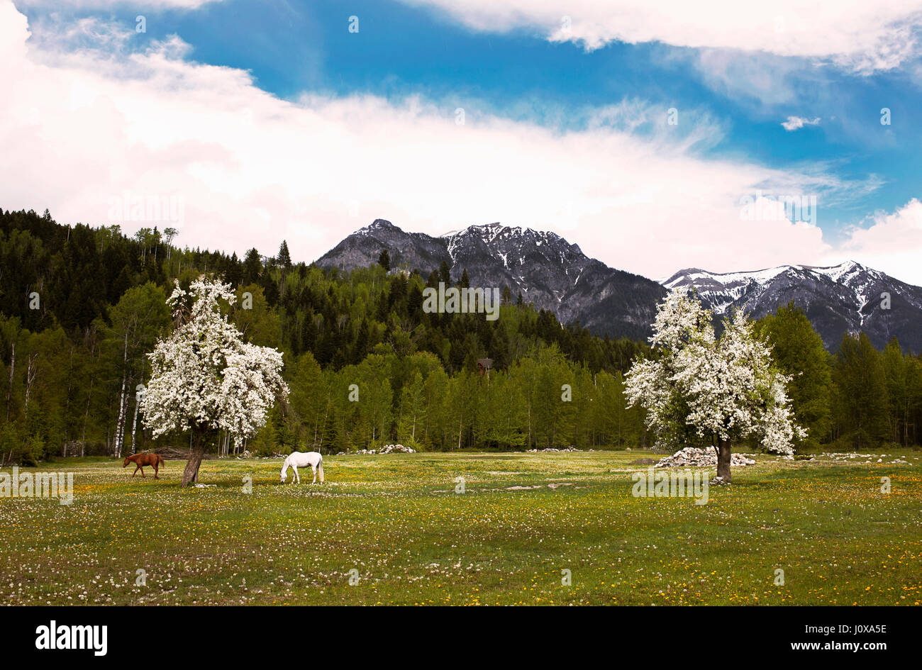 Horses in meadow. Columbia Valley BC. Canada Stock Photo - Alamy