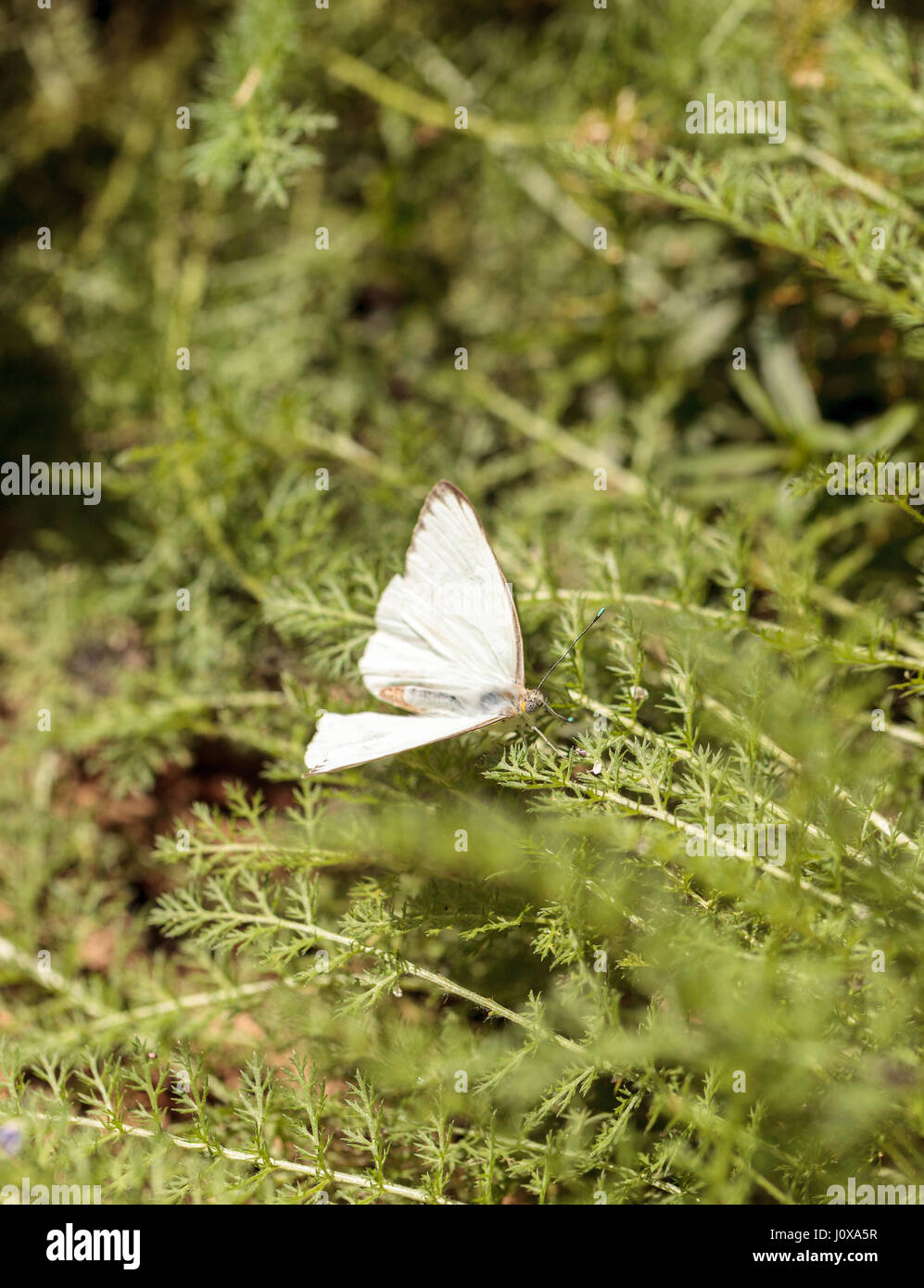 Great southern white butterfly, Ascia monuste, in a botanical garden in ...