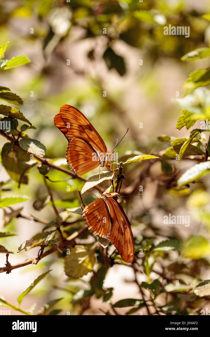 Julia Longwing butterfly, ‎Dryas iulia, in a botanical garden in spring ...