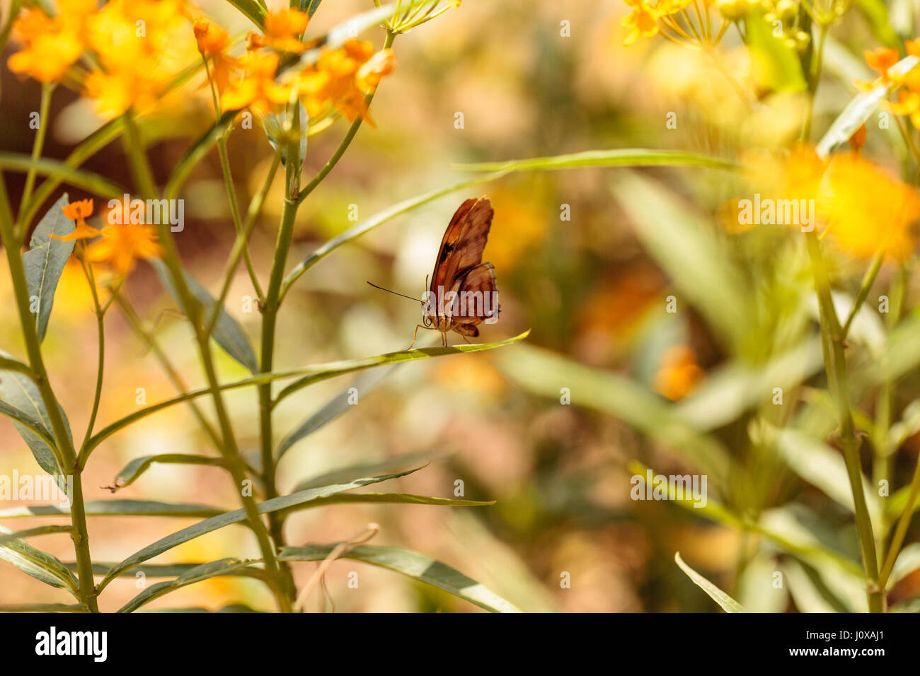 Julia Longwing butterfly, ‎Dryas iulia, in a botanical garden in spring ...