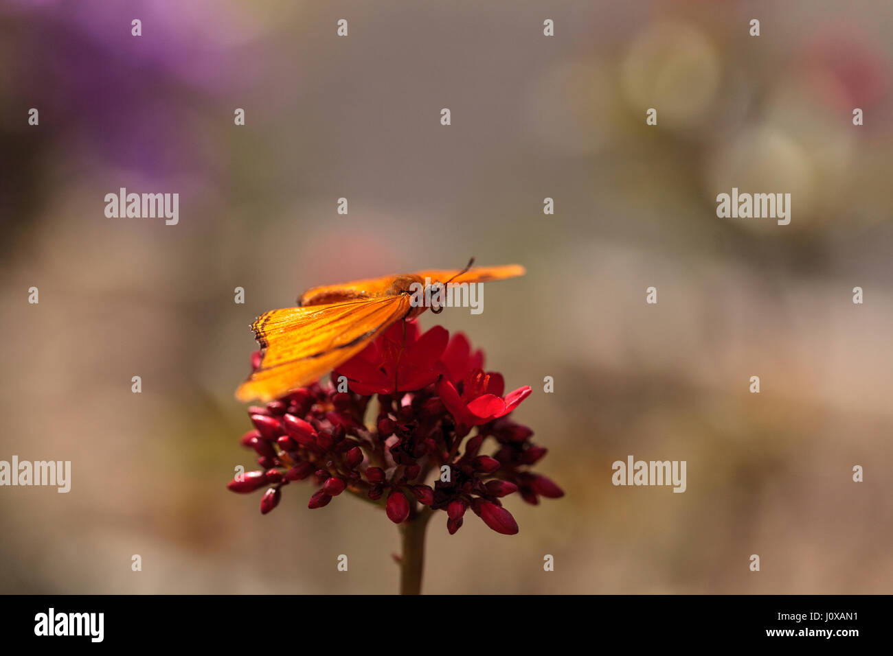 Julia Longwing butterfly, ‎Dryas iulia, in a botanical garden in spring ...