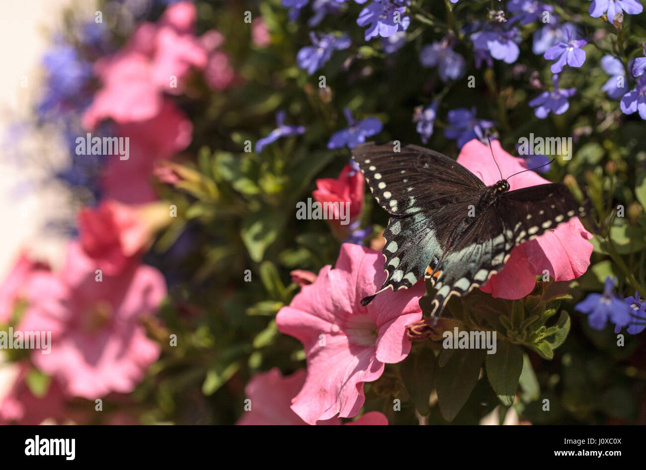Spicebush swallowtail butterfly, Pterourus troilus, in a garden in ...