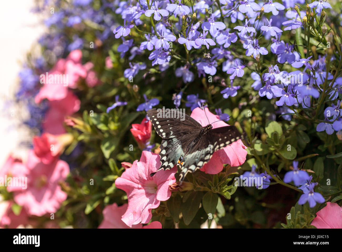 Spicebush swallowtail butterfly, Pterourus troilus, in a garden in ...