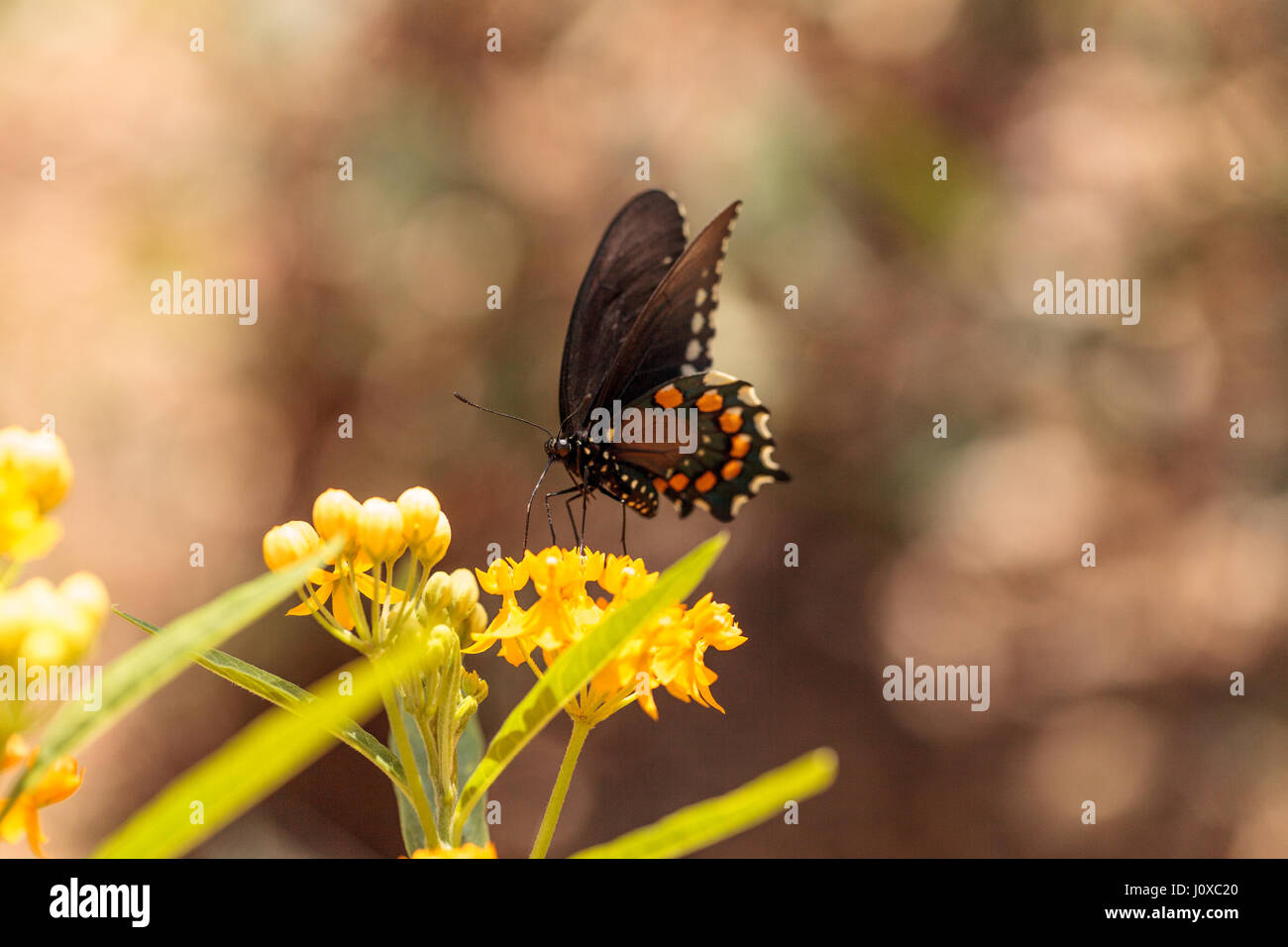 Spicebush swallowtail butterfly, Pterourus troilus, in a garden in ...