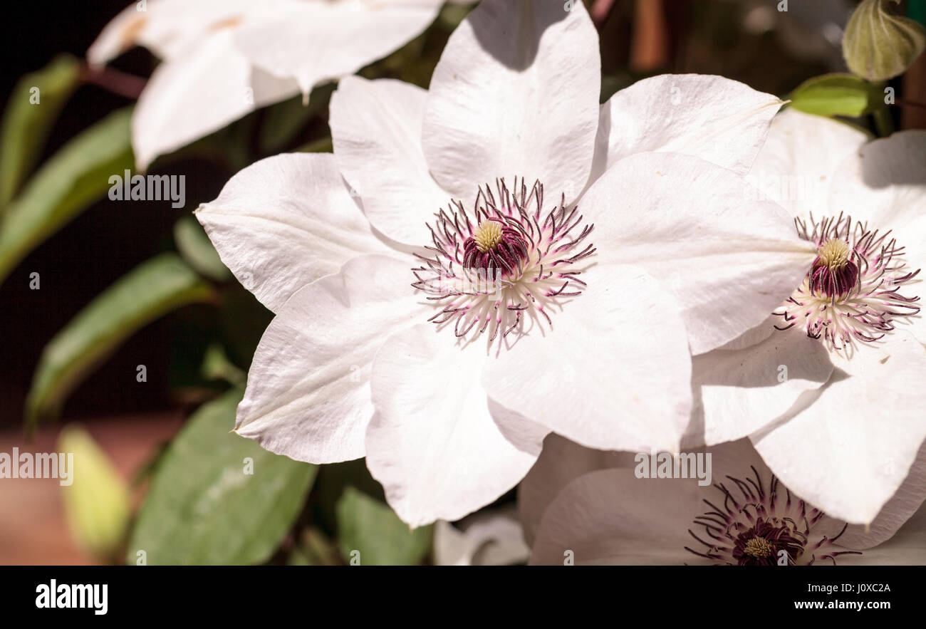White fragrant star clematis flower with a purple center blooms on a ...