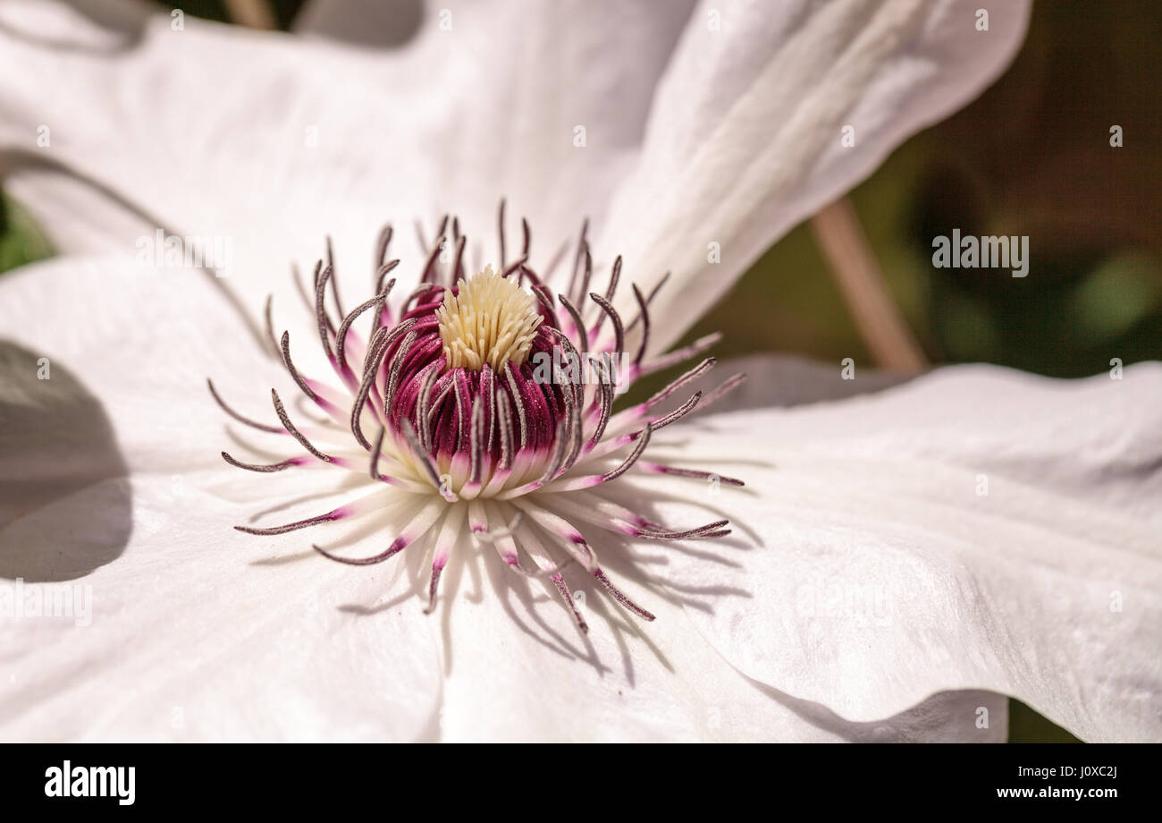 White fragrant star clematis flower with a purple center blooms on a ...