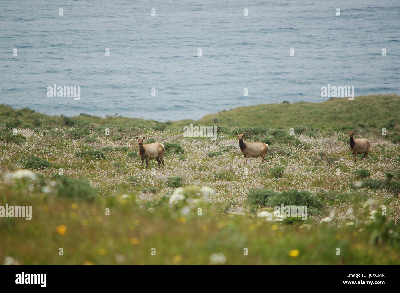 Tule Elk roaming the Tule Elk Preserve in Point Reyes National Park, CA ...