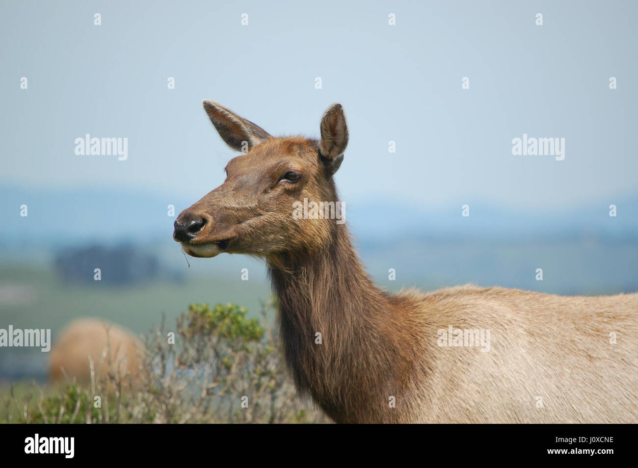 Tule Elk roaming the Tule Elk Preserve in Point Reyes National Park, CA ...