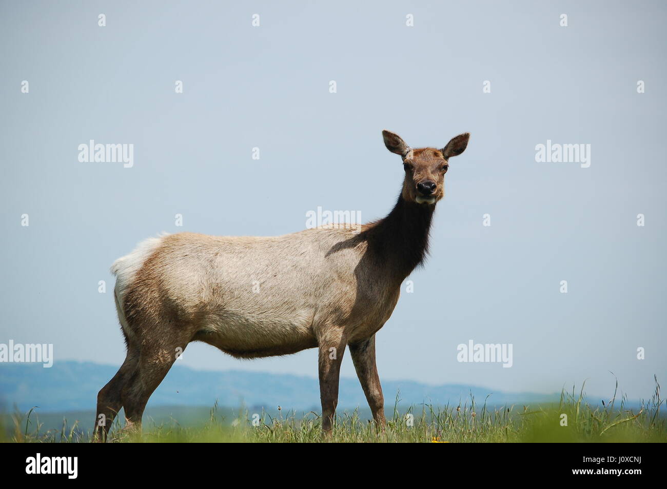 Tule Elk roaming the Tule Elk Preserve in Point Reyes National Park, CA ...