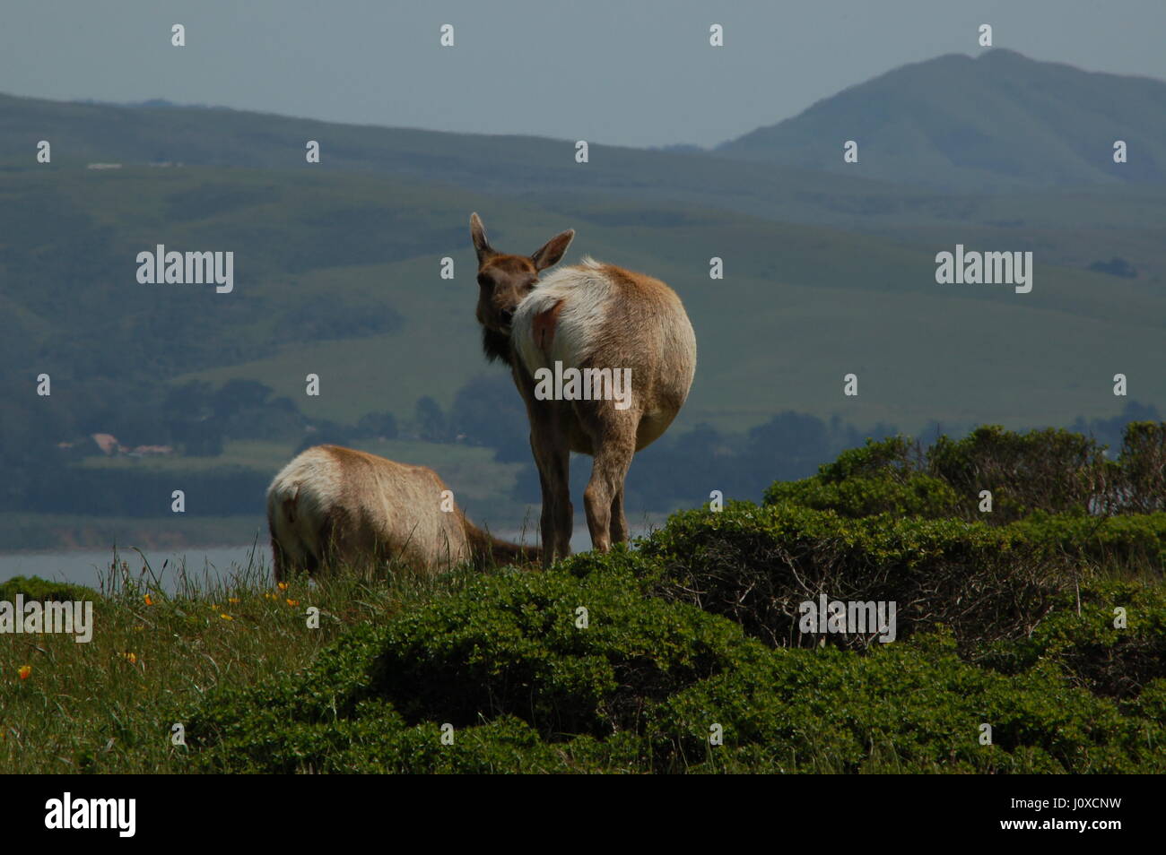 Tule Elk roaming the Tule Elk Preserve in Point Reyes National Park, CA ...
