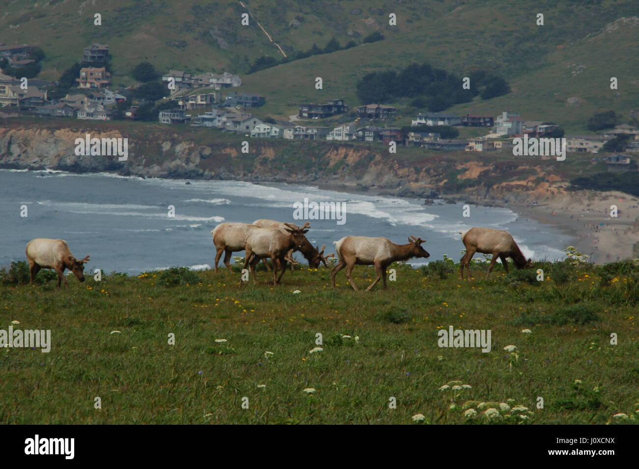 Tule Elk roaming the Tule Elk Preserve in Point Reyes National Park, CA ...