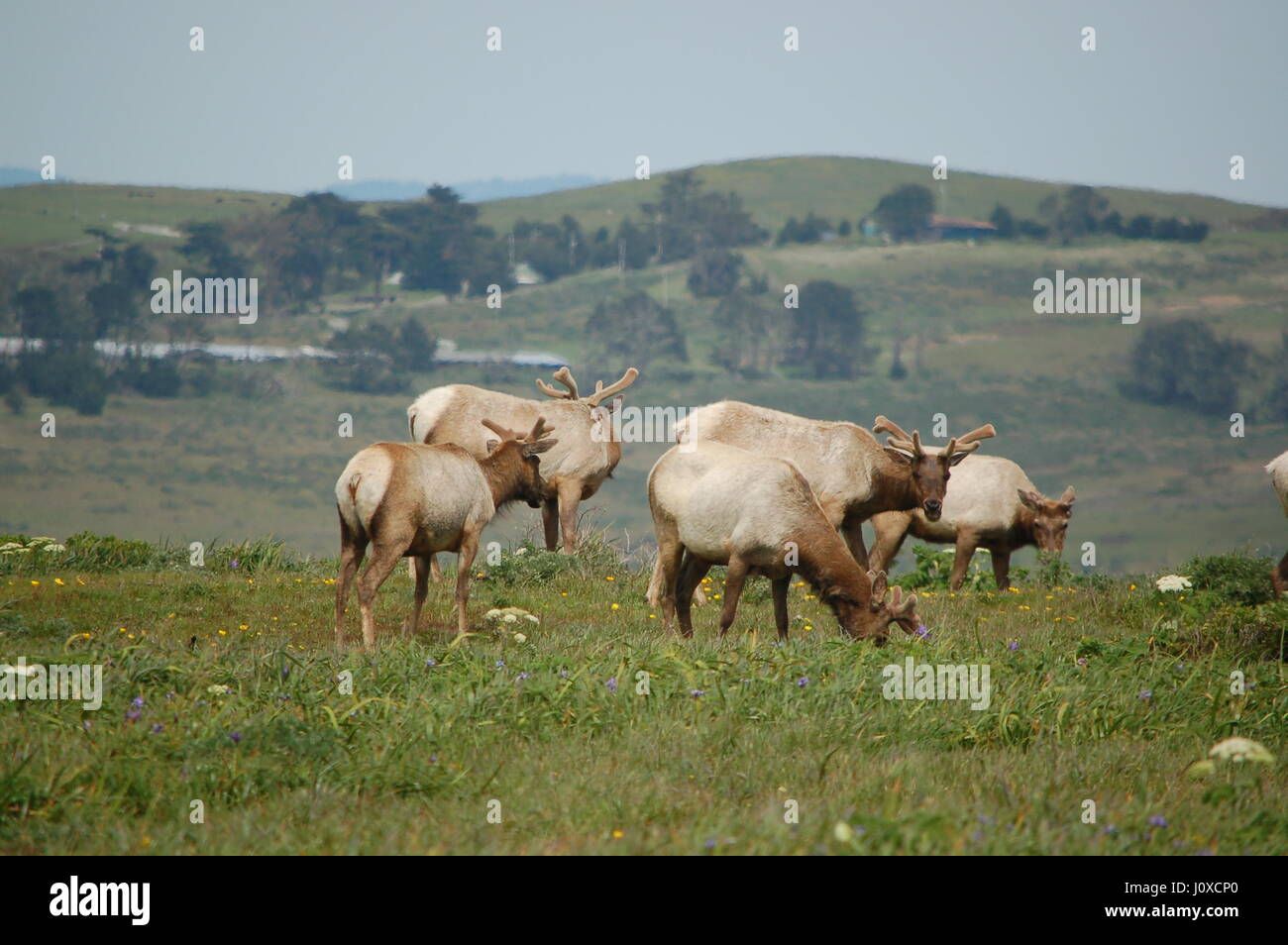 Tule Elk roaming the Tule Elk Preserve in Point Reyes National Park, CA ...