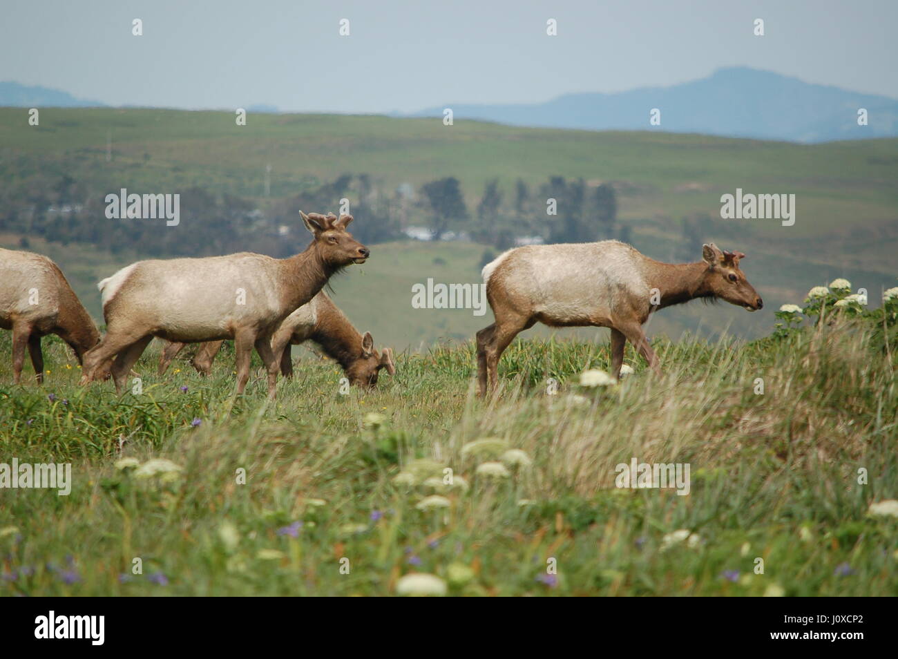 Tule Elk roaming the Tule Elk Preserve in Point Reyes National Park, CA ...