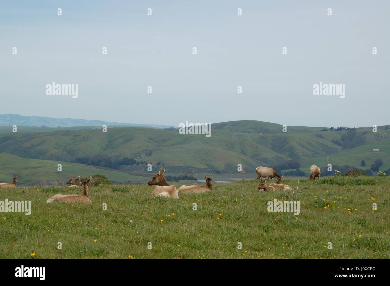 Tule Elk roaming the Tule Elk Preserve in Point Reyes National Park, CA ...