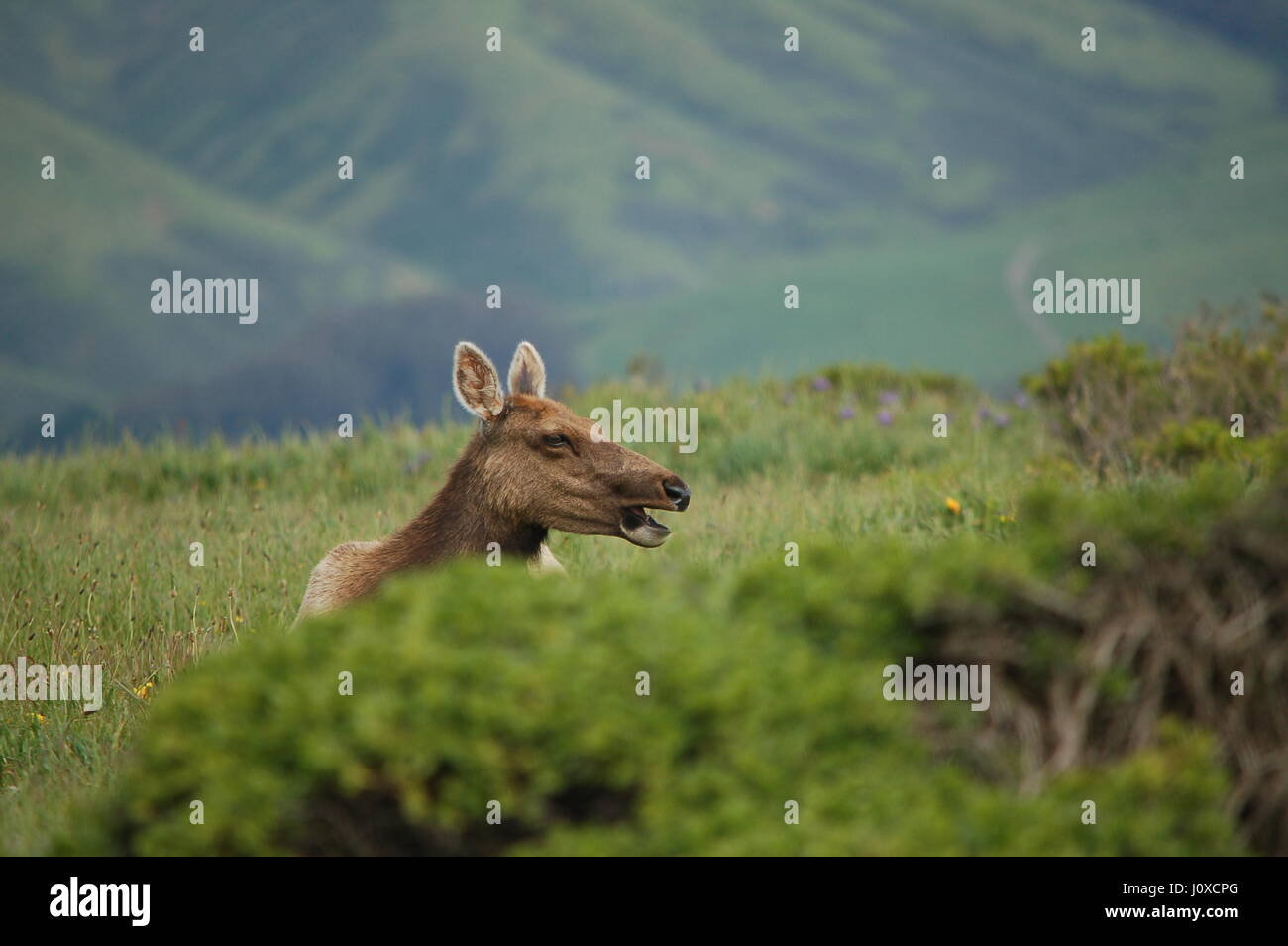 Tule Elk roaming the Tule Elk Preserve in Point Reyes National Park, CA ...