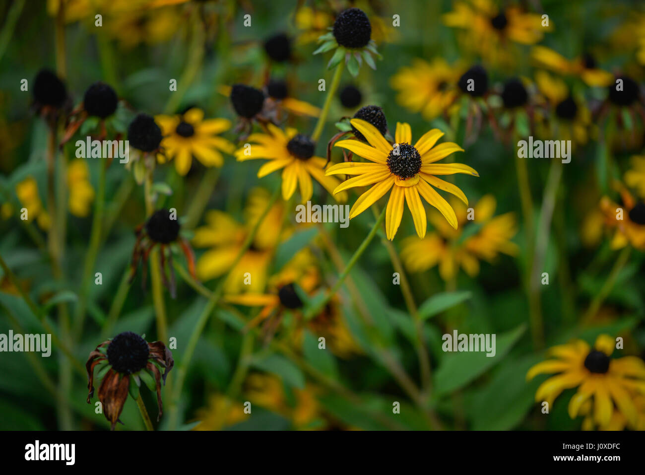 Black Eyed Susan flower (Rudbeckia hirta Stock Photo - Alamy