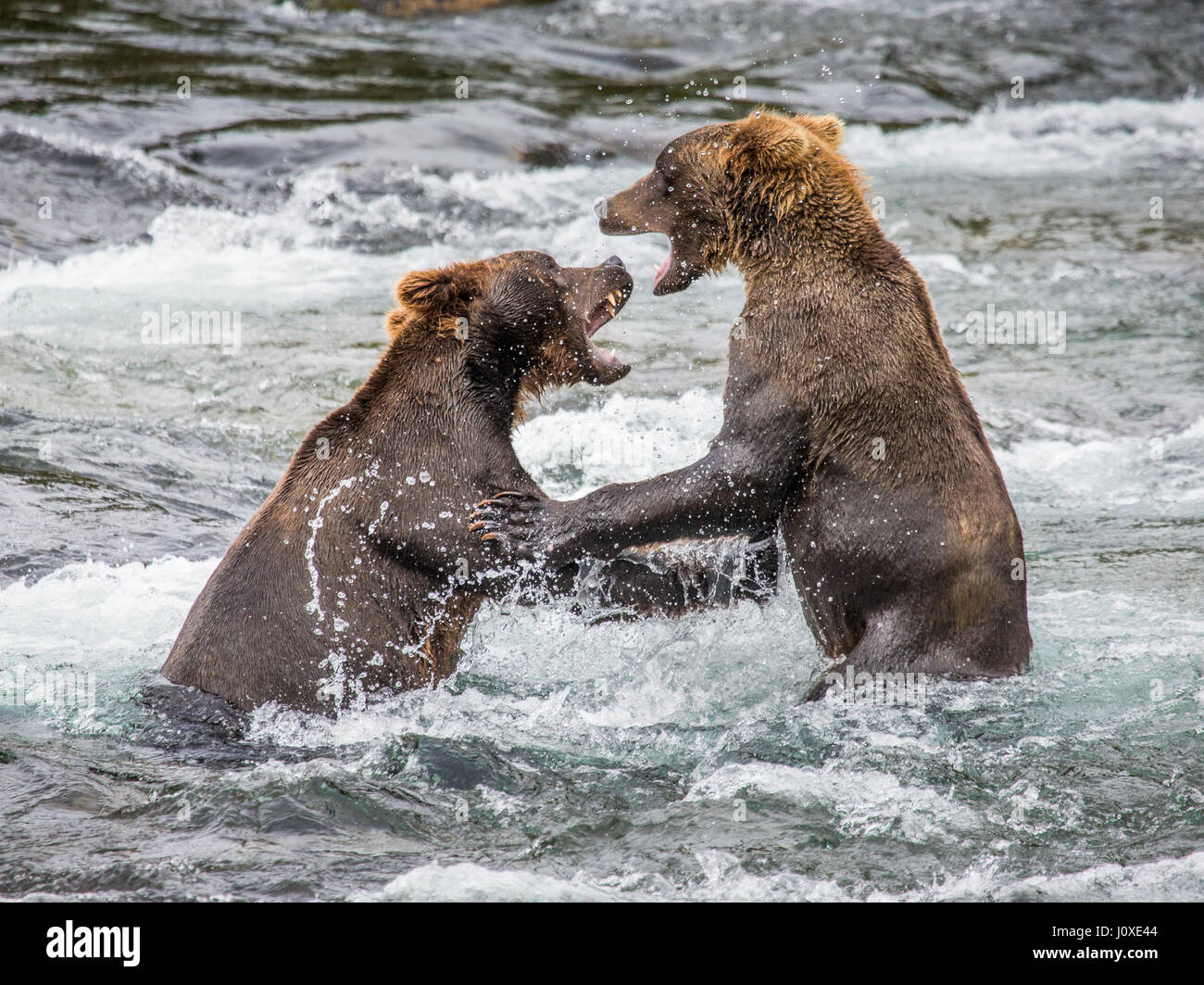 Two brown bears play with each other in the water. USA. Alaska. Kathmai ...