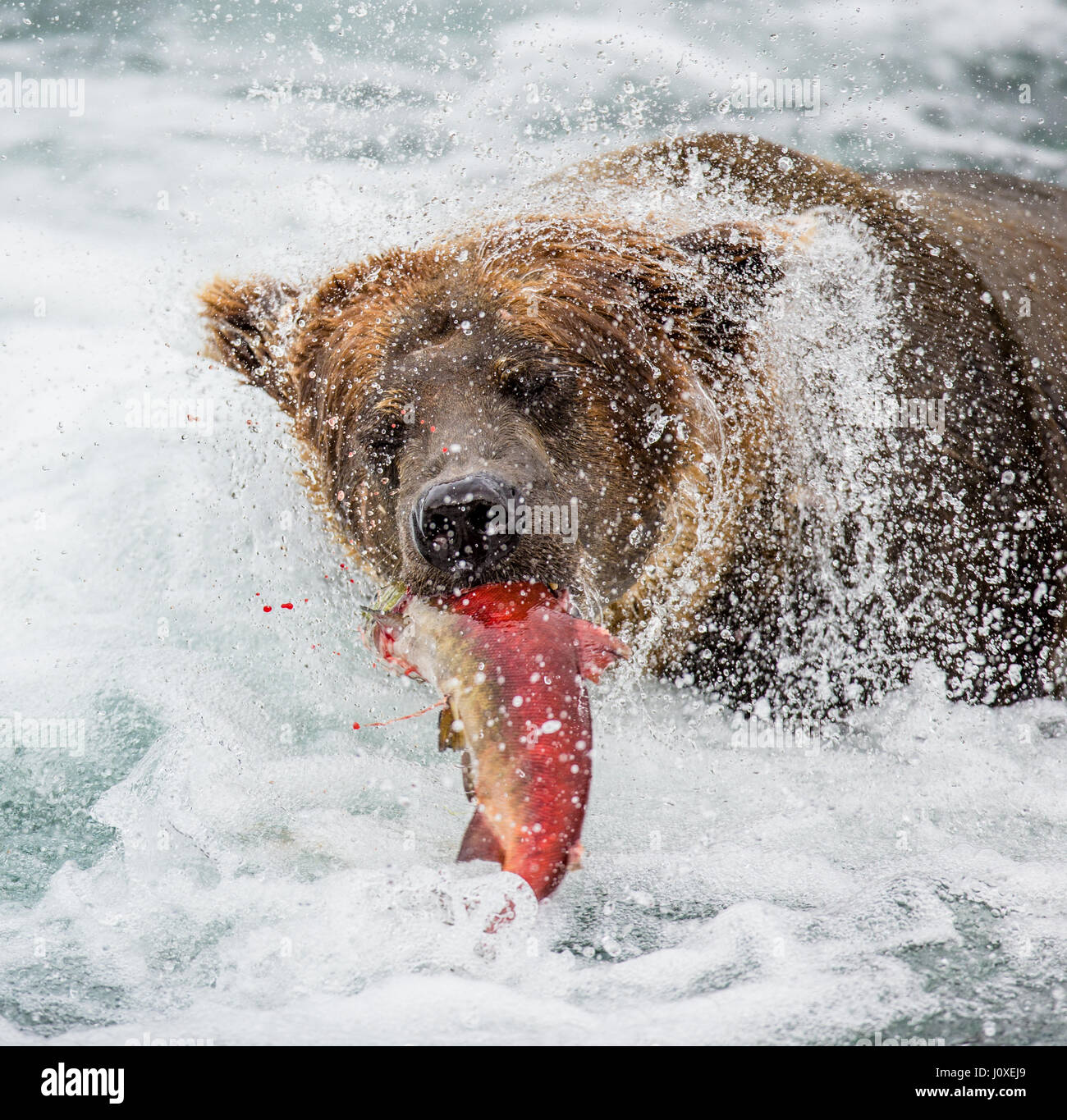 Brown bear with salmon in its mouth. USA. Alaska. Kathmai National Park. Great illustration ...