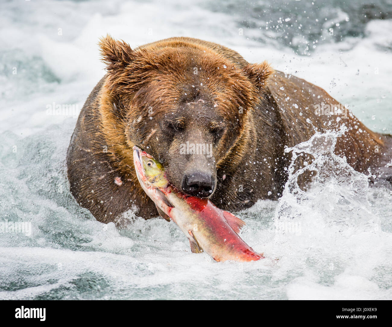 A brown bear eats salmon in the river. USA. Alaska. Kathmai National ...